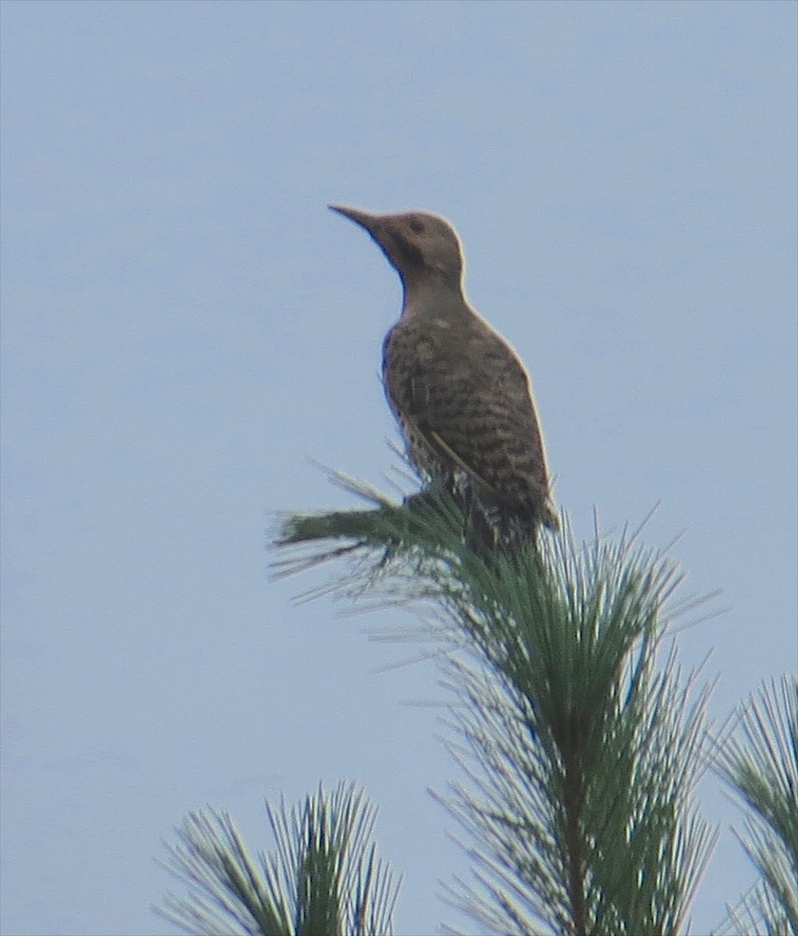Natural Hamilton in Pictures: Birds – Natural Hamilton in Pictures – Medium