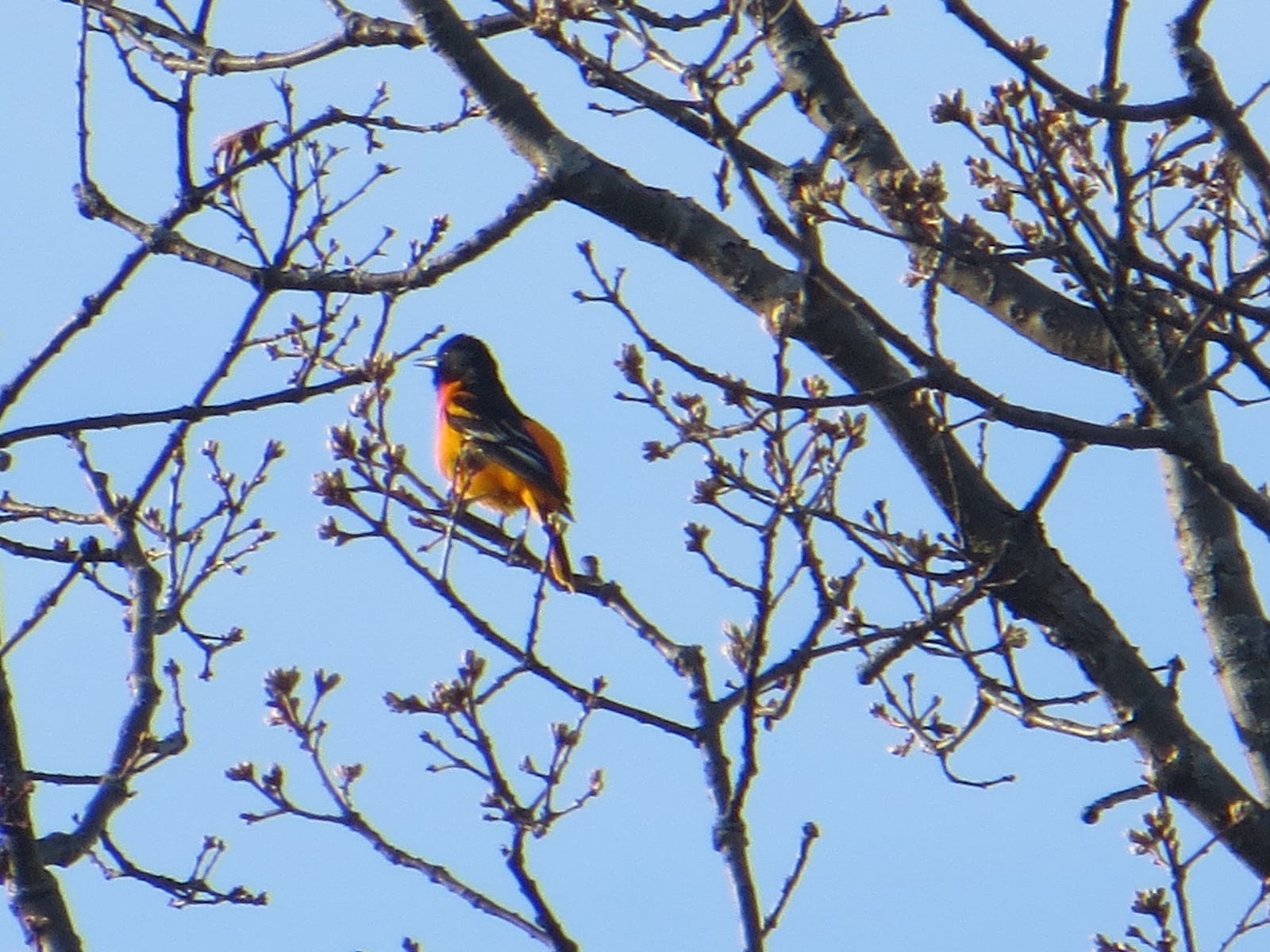 Natural Hamilton in Pictures: Birds – Natural Hamilton in Pictures – Medium