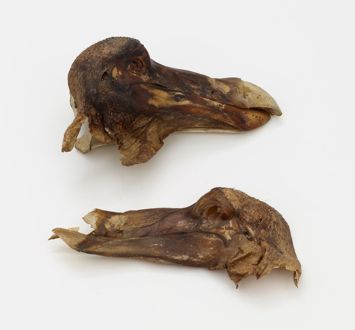 Who shot the Dodo? – Oxford University – Medium