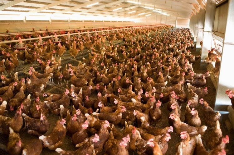 A mass of chickens come home to roost – Roland Smith – Medium