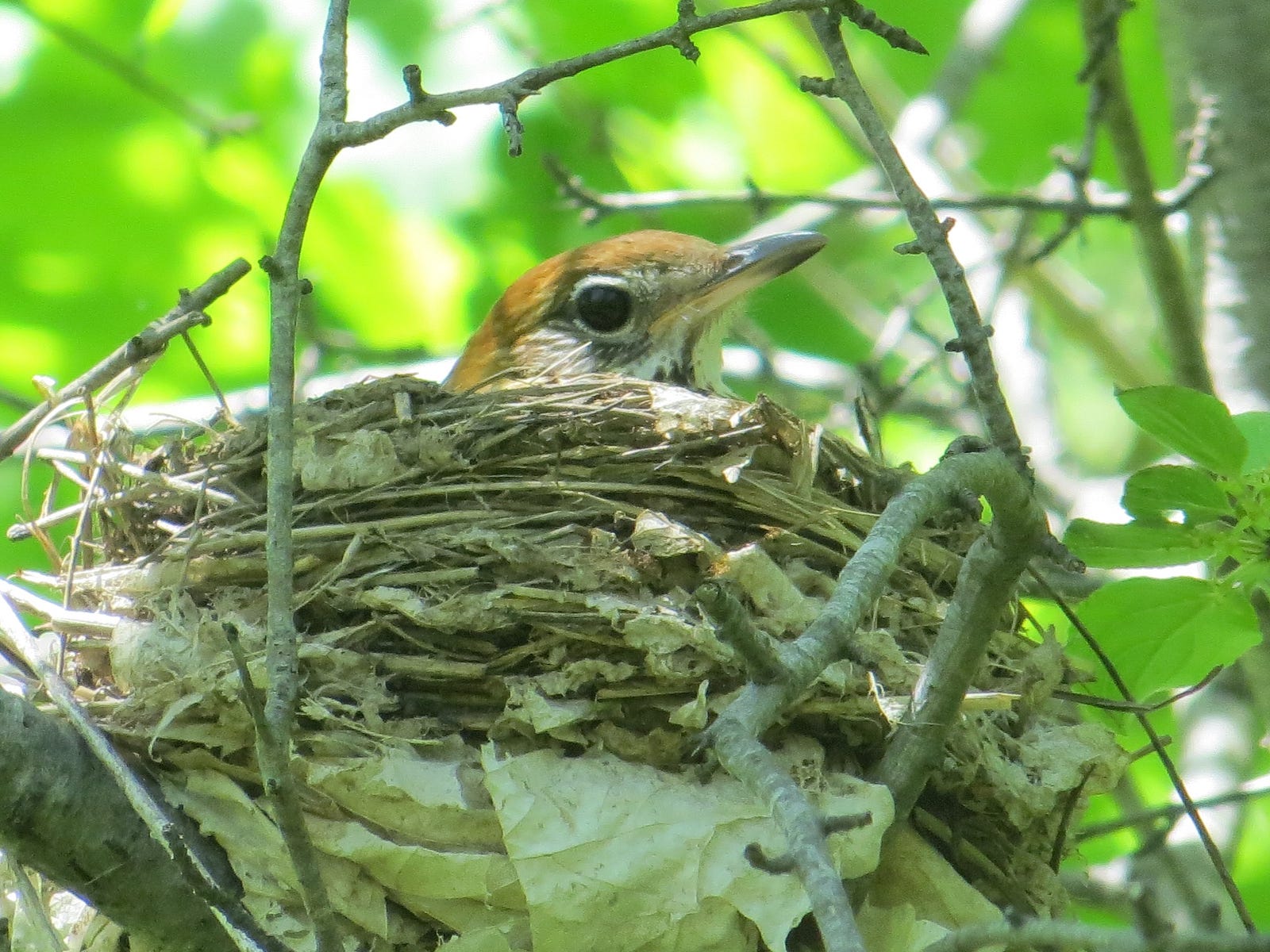 Natural Hamilton in Pictures: Birds – Natural Hamilton in Pictures – Medium