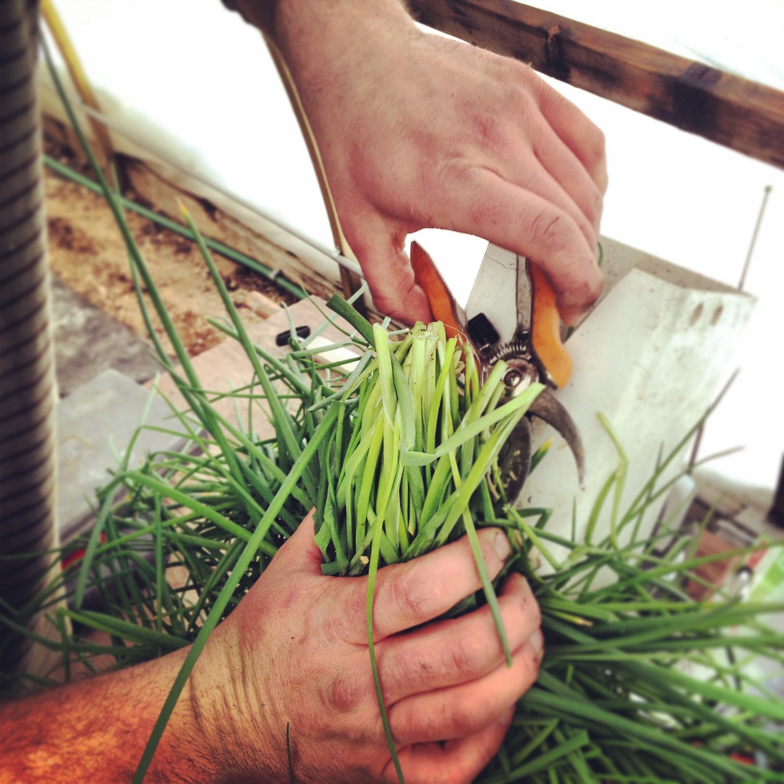 Growing Chives in Hydroponics (without soil) – Bright Agrotech – Medium