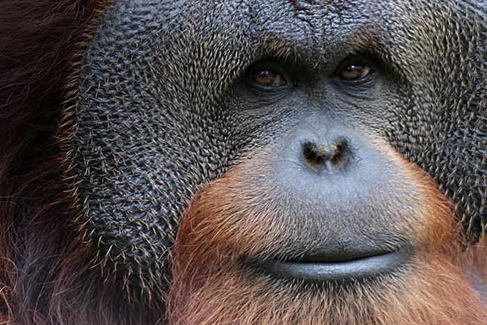 RANKED: Apes, And How Scared I Am Of Them – THE SHOCKER – Medium