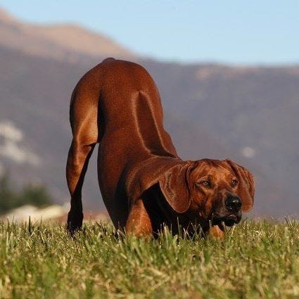Rhodesian Ridgeback Hunting