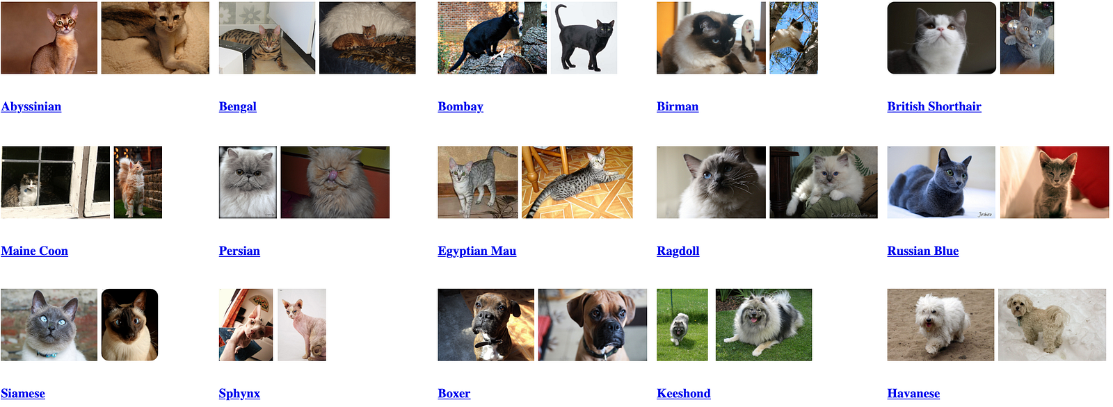 Tutorial 8: Comparing Different Data Augmentations with Oxford Pets