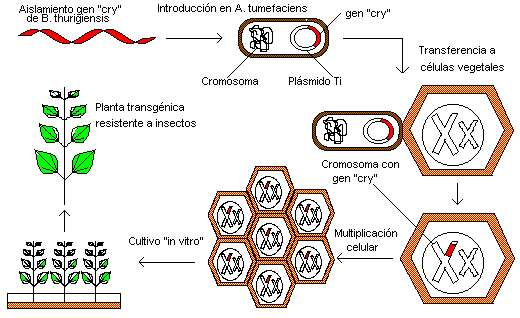 Aproximación a las Plantas Trangénicas. – Miguel Mehrgut, Genetics – Medium