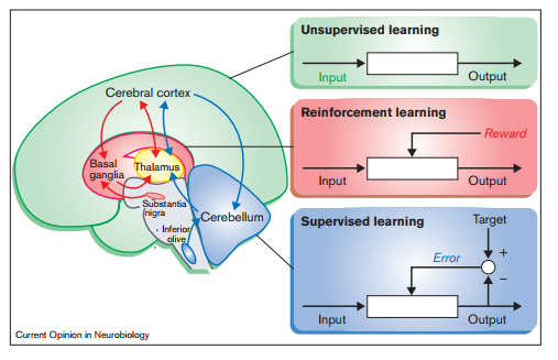 The basal ganglia, habits and the organizational survival