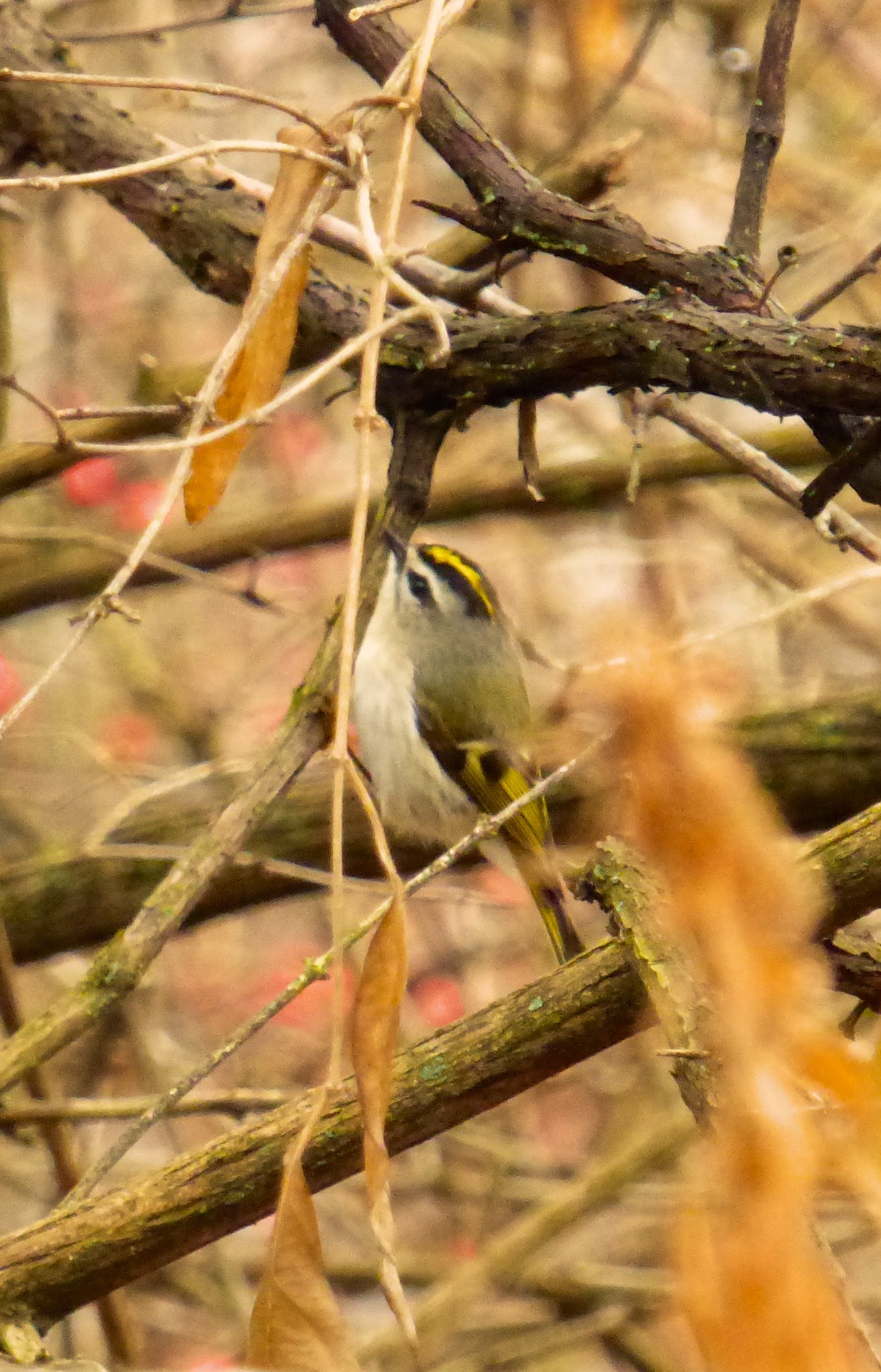 Natural Hamilton in Pictures: Birds – Natural Hamilton in Pictures – Medium