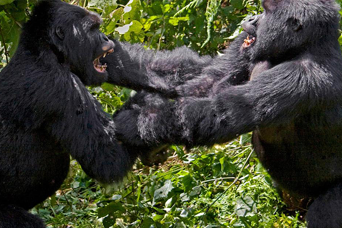 RANKED: Apes, And How Scared I Am Of Them – THE SHOCKER – Medium