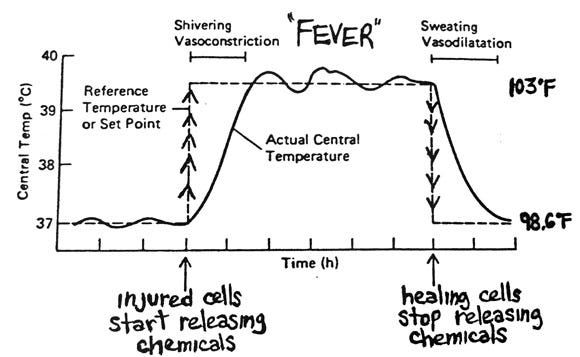 Should you treat a fever? – Amanda Angelotti – Medium