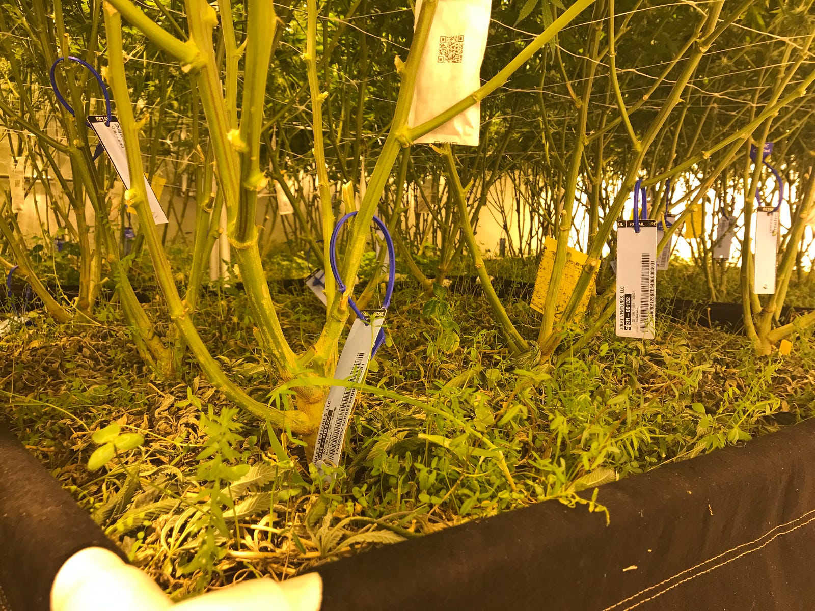 Living Soil and the Art of Cannabis Cultivation – Natalie Cange – Medium