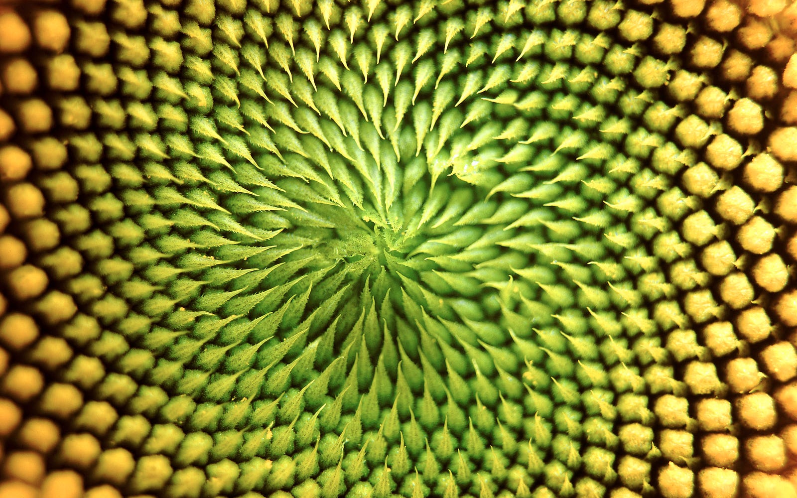 Bio Design and natural patterns – DREAM FabLab – Medium