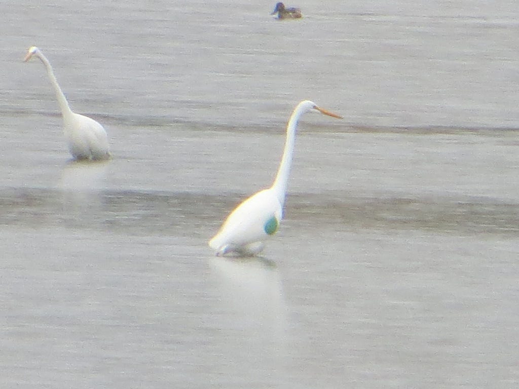 Natural Hamilton in Pictures: Birds – Natural Hamilton in Pictures – Medium