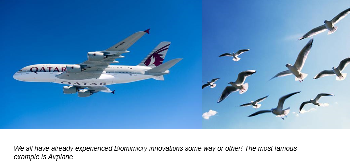 Biomimicry is an approach to innovation that seeks sustainable ...