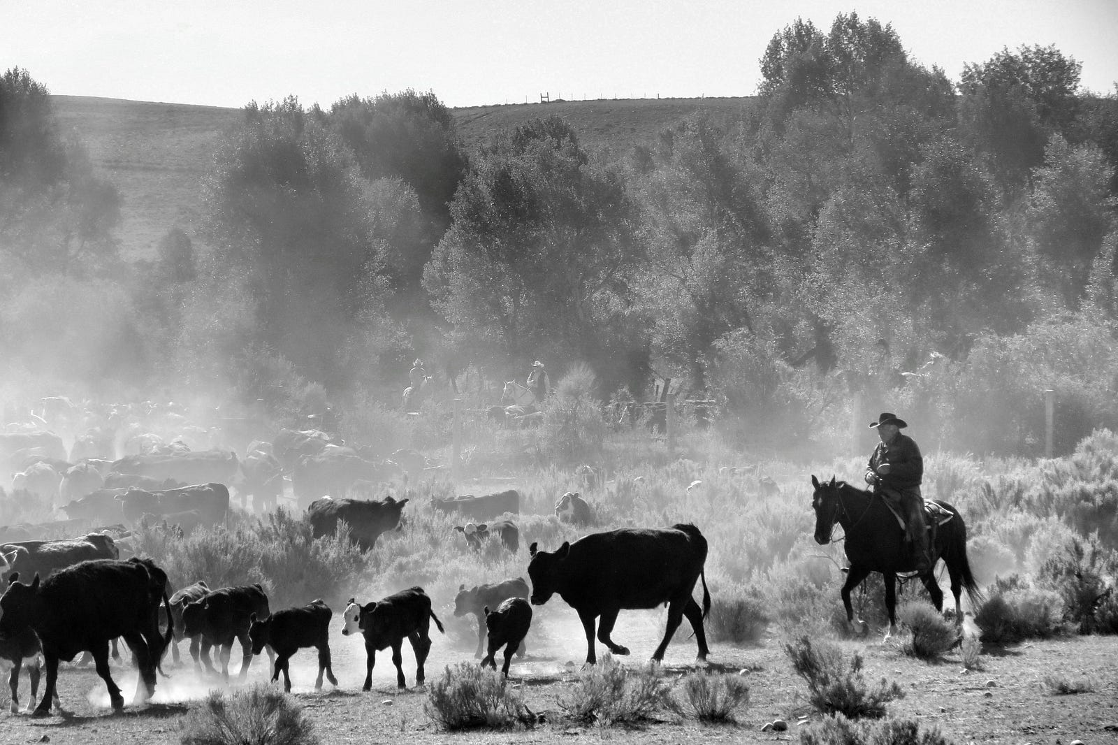 Portraits Of Pastoralism – Cat Urbigkit – Medium