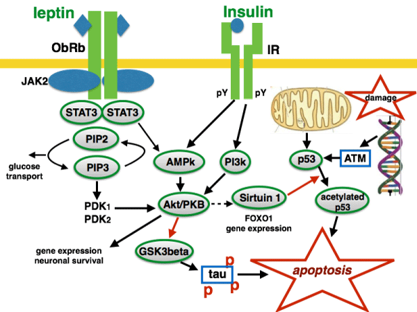 Leptin …… But like Why is it important ? – AxOn AxOff- COGS163 – Medium