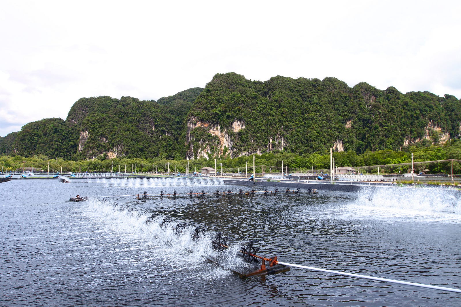 5 Best Practices for Shrimp Farming – Sustainable Seafood – Medium