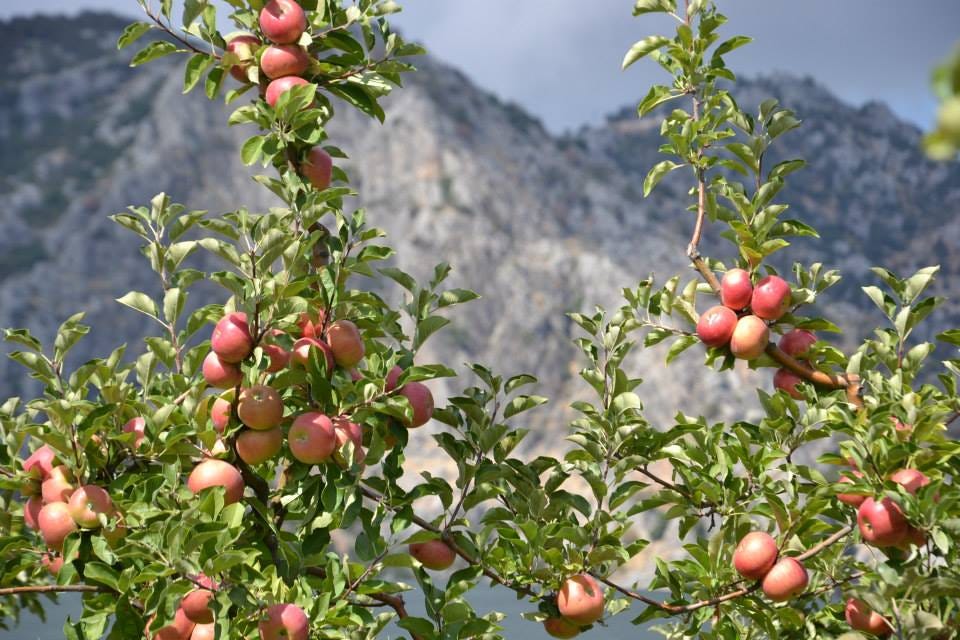 Revival of Almaty apples – FTMBA NUGSB – Medium