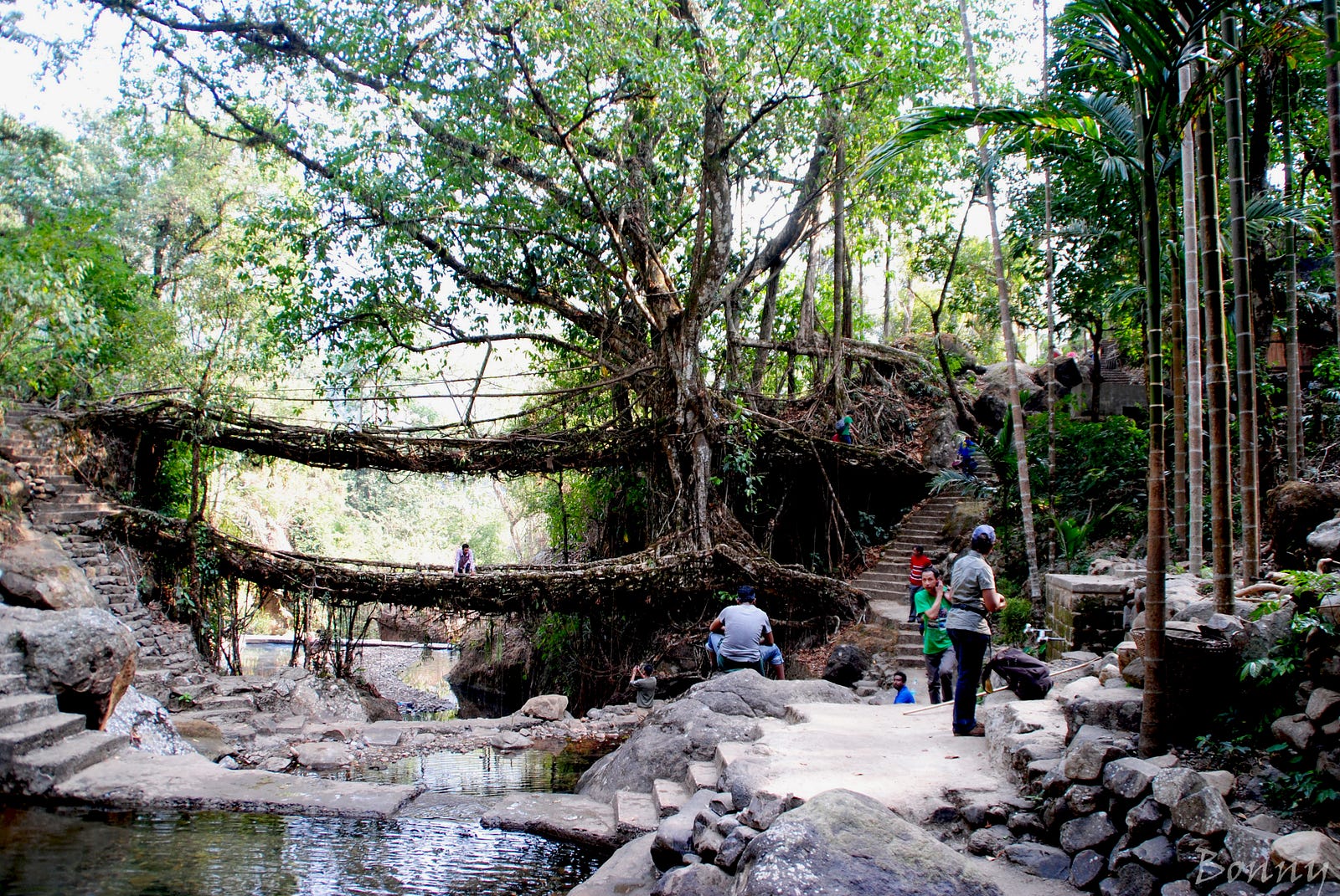 Live Root Bridges are n’t built, they are grown ….(With my Sis)