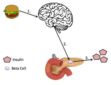 Insulin — The Cephalic Response and Diabetes – NeuroscienceNinjas – Medium