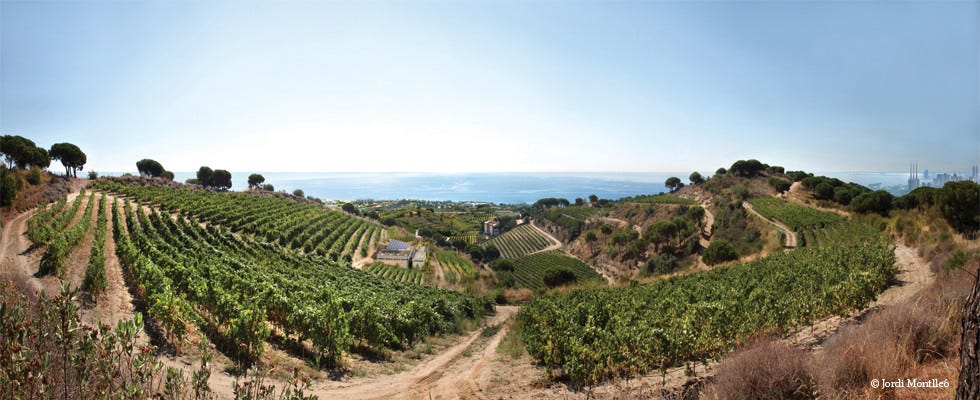 Wine Regions: DO Alella – Fintan Kerr – Medium