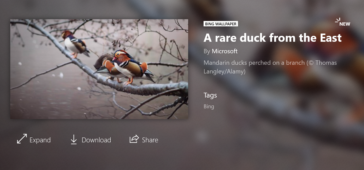 Bing Wallpapers of the Day arrive on WallpaperHub.app