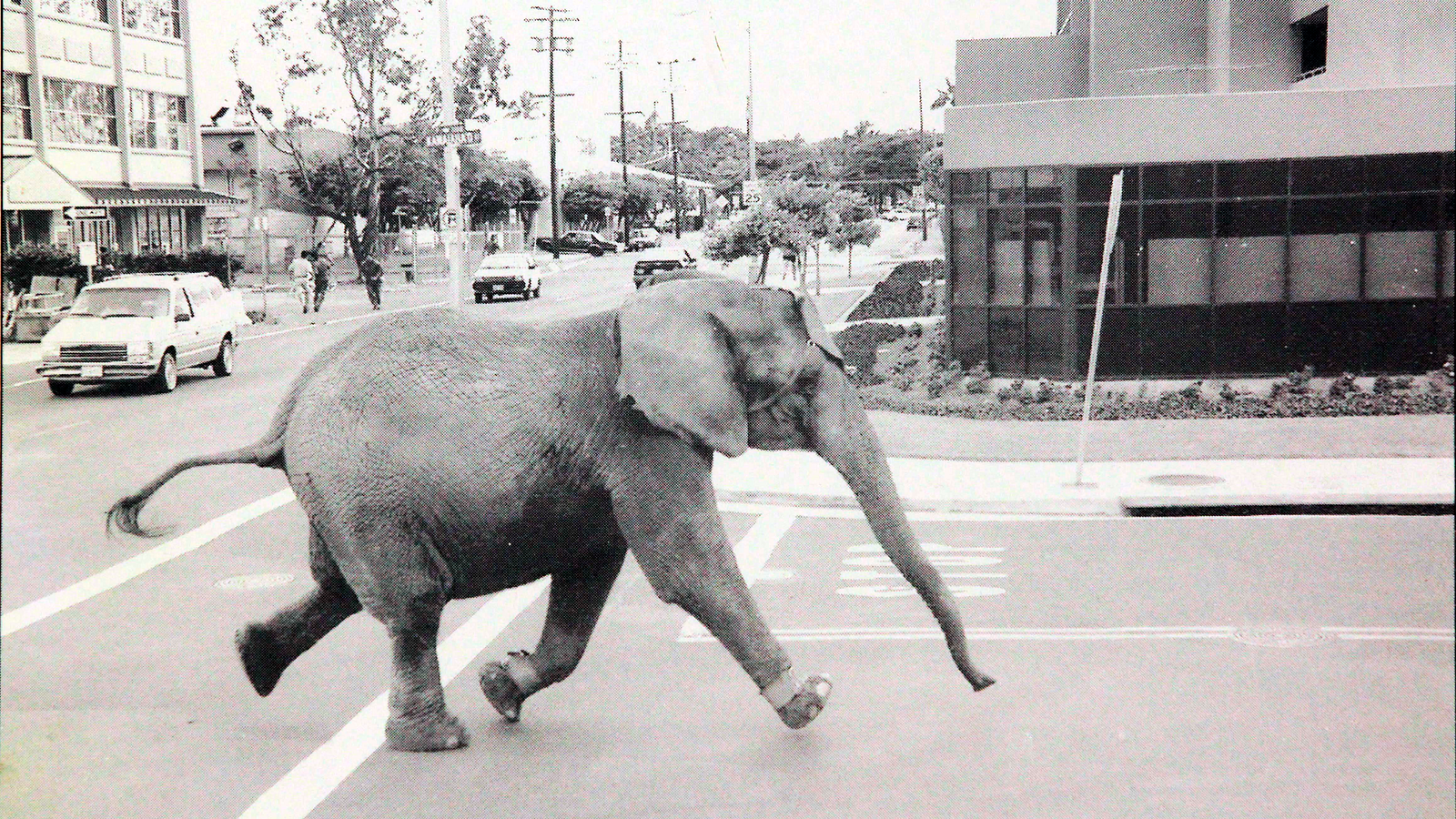 Tyke Elephant Outlaw – Ashley Chilton – Medium