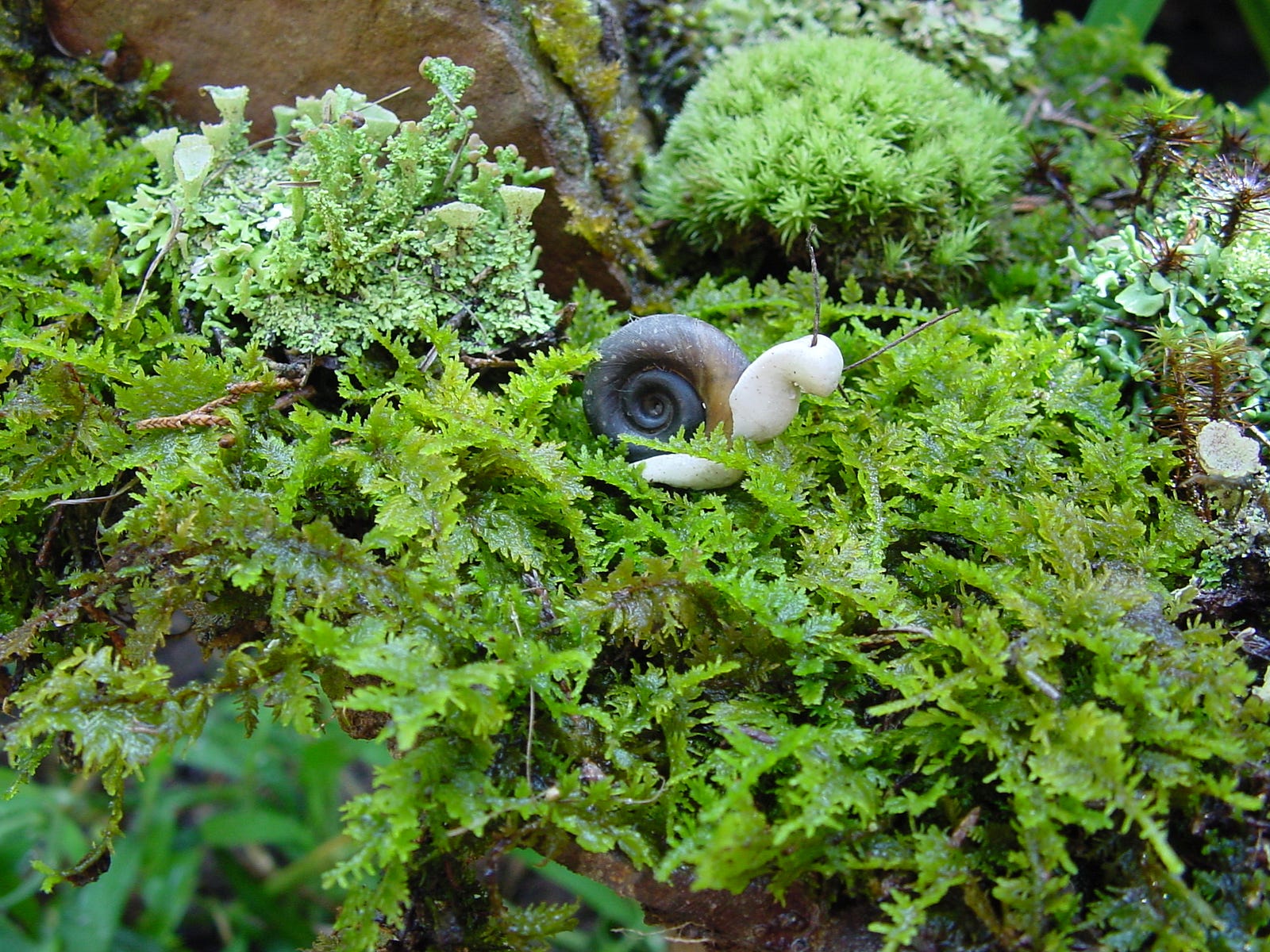 How to Dress Up Your Garden with Moss – Charlotte Boyle – Medium
