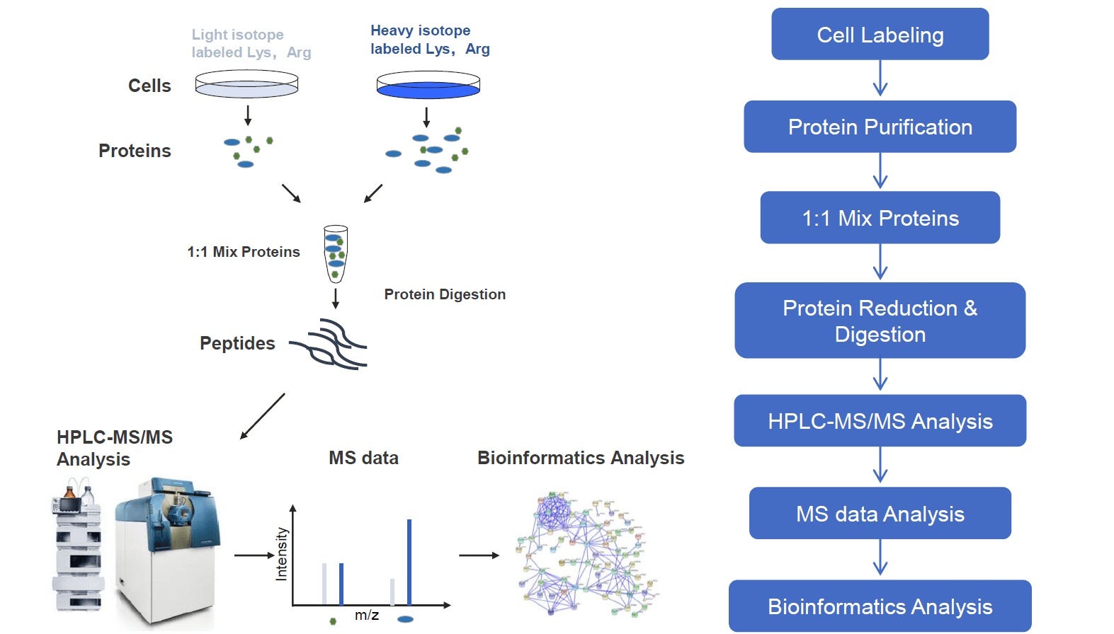 What You Should Know About Quantitative Proteomics – Prime Jones – Medium