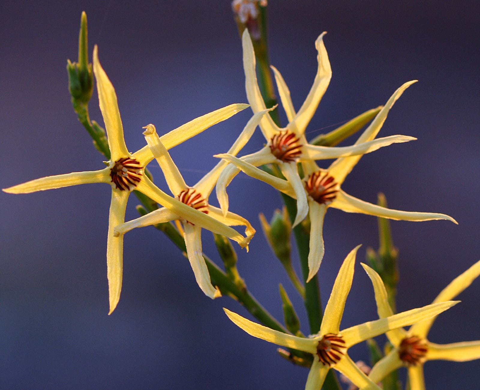 25 Beautiful Australian Wildflowers – The Philipendium – Medium