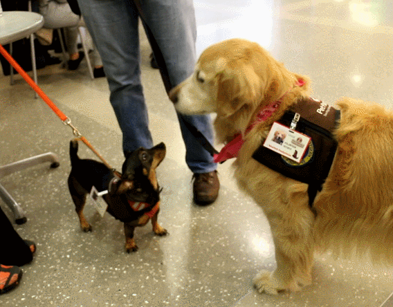 A Day in the Life of a Therapy Dog – NewYork-Presbyterian – Medium