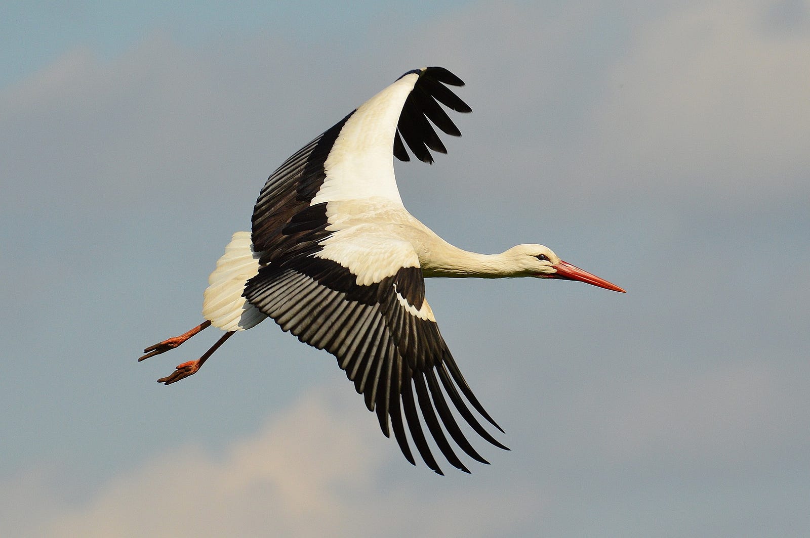 Shades of Green: The Stork vs. Sustainability – Center for Biological ...