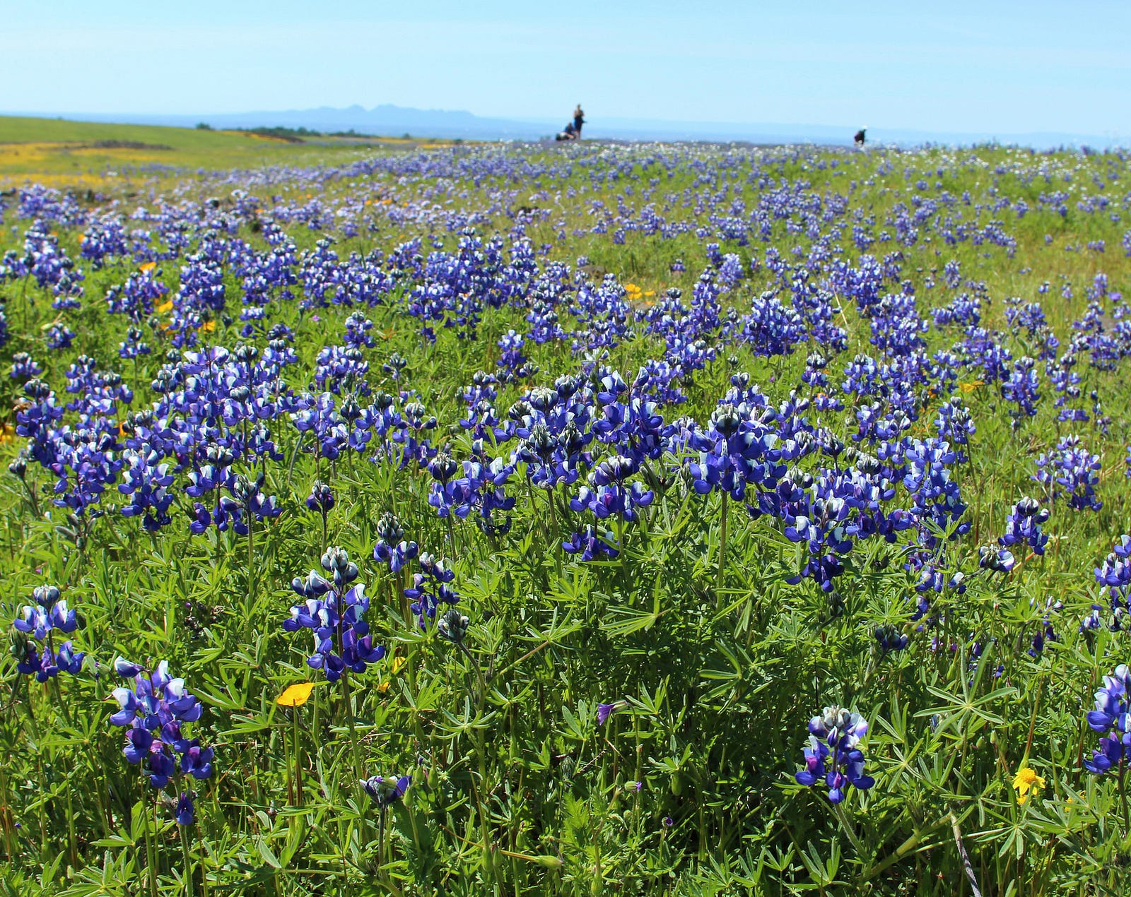 25 of the Most Beautiful Wildflowers in California – The Philipendium ...