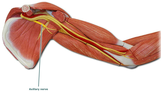 Nerve Pain Under Armpit