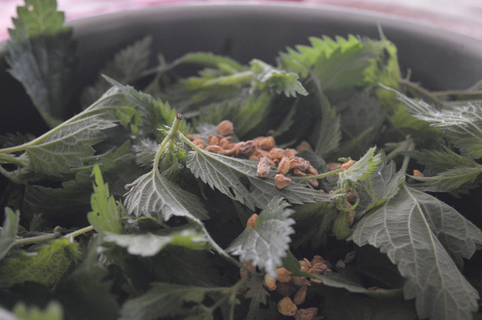 Stinging nettle and why it should be a part of your diet