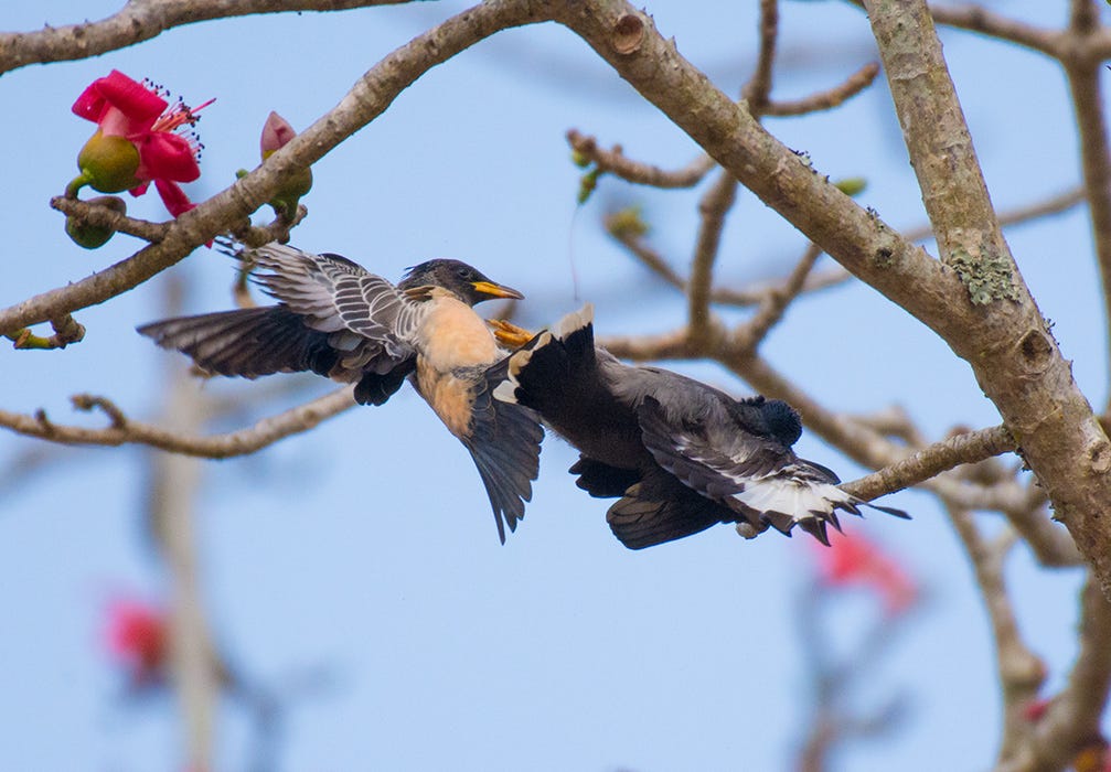 Rosy starling and common Myna in territorial fight
