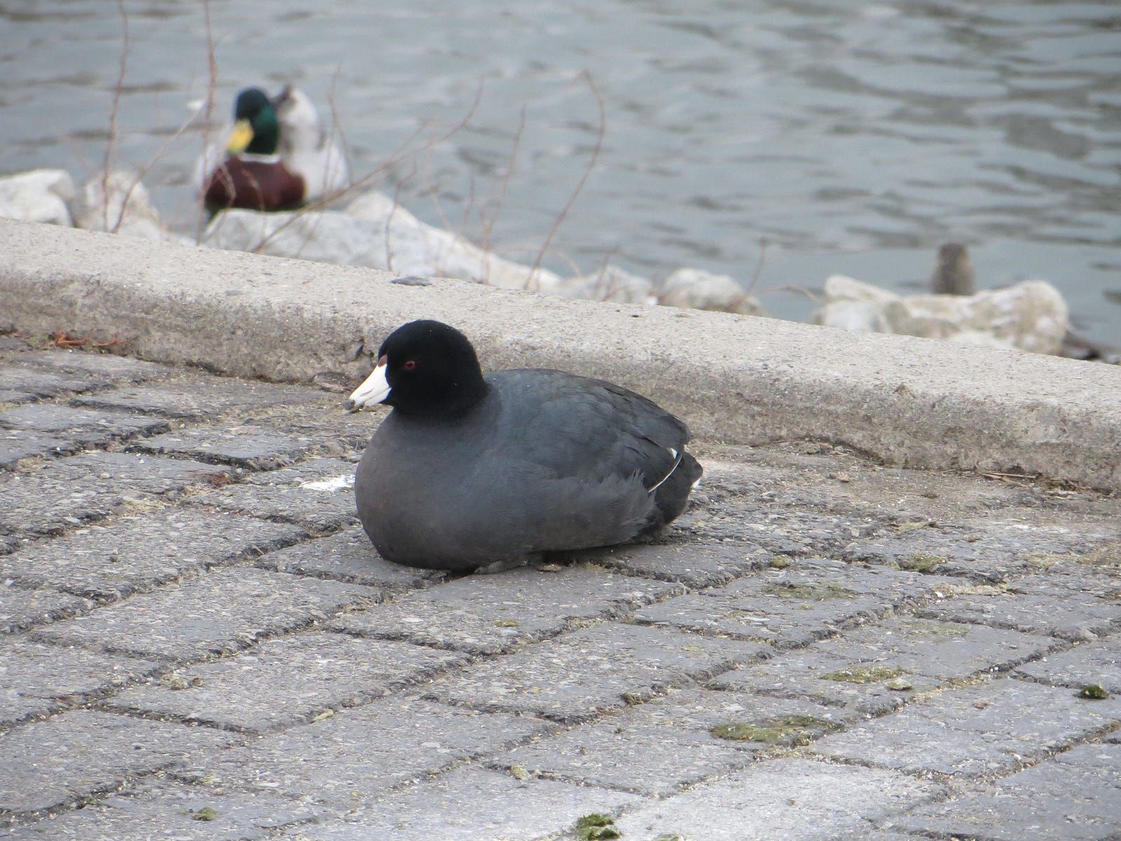 Natural Hamilton in Pictures: Birds – Natural Hamilton in Pictures – Medium