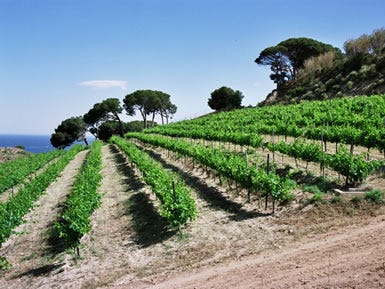 Wine Regions: DO Alella – Fintan Kerr – Medium