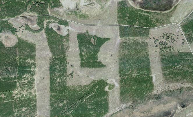 What a Mysterious Forest Shaped Like Minnesota Taught Me About Time Travel