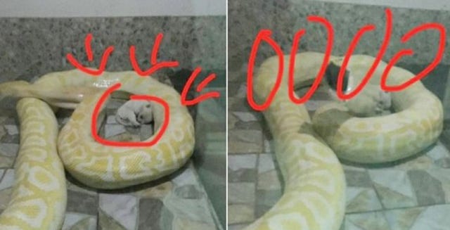 Outrage over Chinese zoo feeding live puppies to python | SpaceBattles