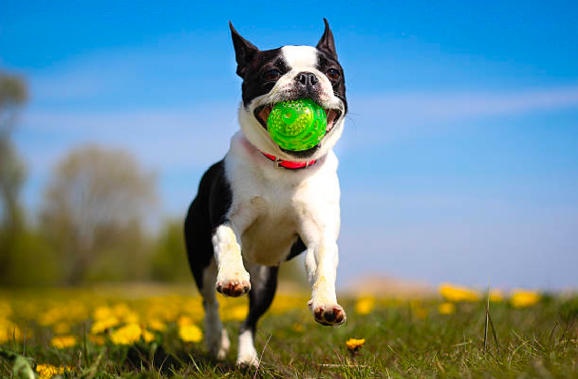 ¿Tu perro no suelta la pelota? enséñale a jugar con ella
