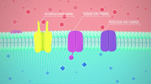 Post 2 in the Crash Course series on how the nervous system works ...