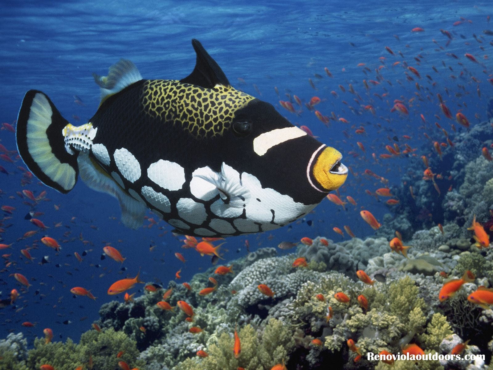 10 Most Beautiful Fishes in the World – Renoviolaoutdoors – Medium