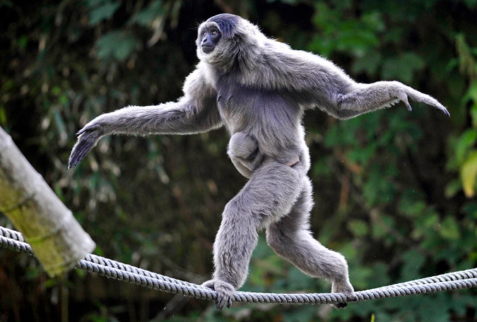 Why you should care about gibbon conservation – Selena Zhao – Medium