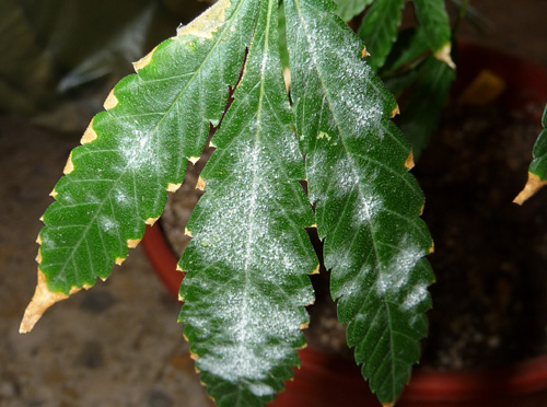 Powdery Mildew on Cannabis (How to Cure Organically)