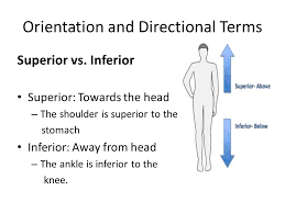 Anatomy Terms Superior