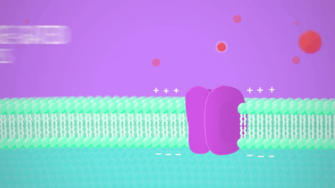 Post 2 in the Crash Course series on how the nervous system works ...