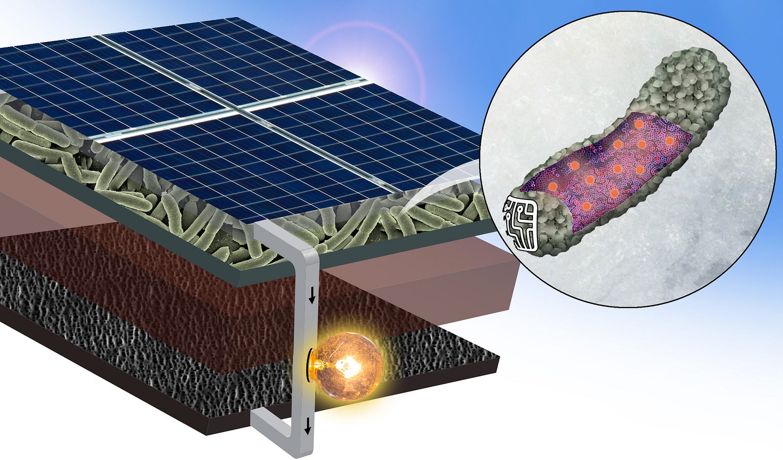 Bacteria-Powered Cells Could Give Solar an Energy Boost