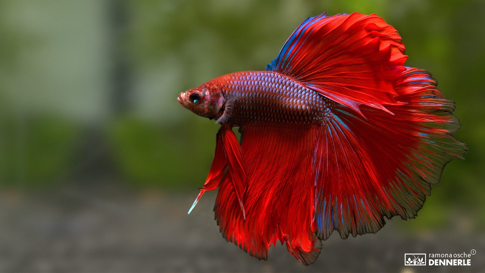 Starostlivosť o akvárium bojovnice pestrej alebo betta splendens
