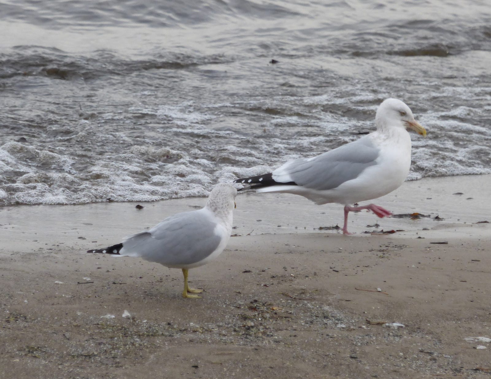 Natural Hamilton in Pictures: Birds – Natural Hamilton in Pictures – Medium